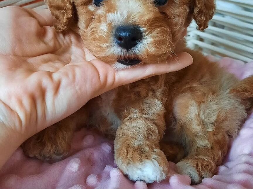 Коричневый с белым мини мальтипу Евпатория