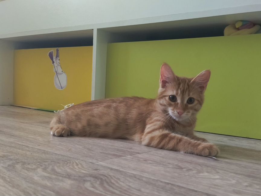 Отдам котенка породы мейн-кун