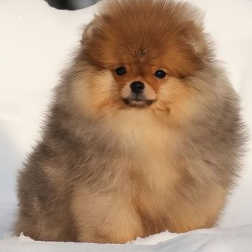 Померанский шпиц, щенок