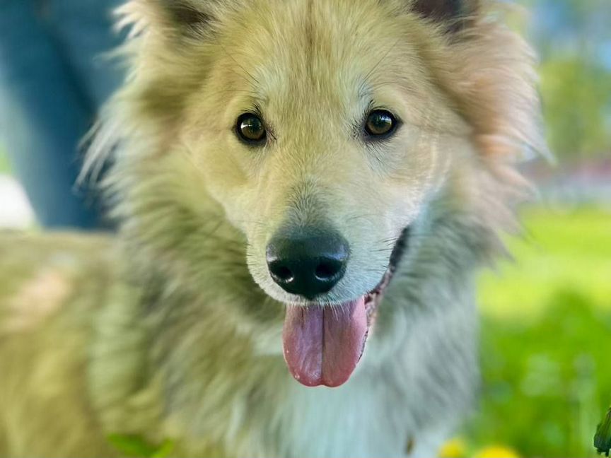 Собака пёс в добрые руки