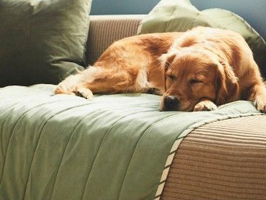 IKEA Utsadd одеяло для домашнего питомца 100*150