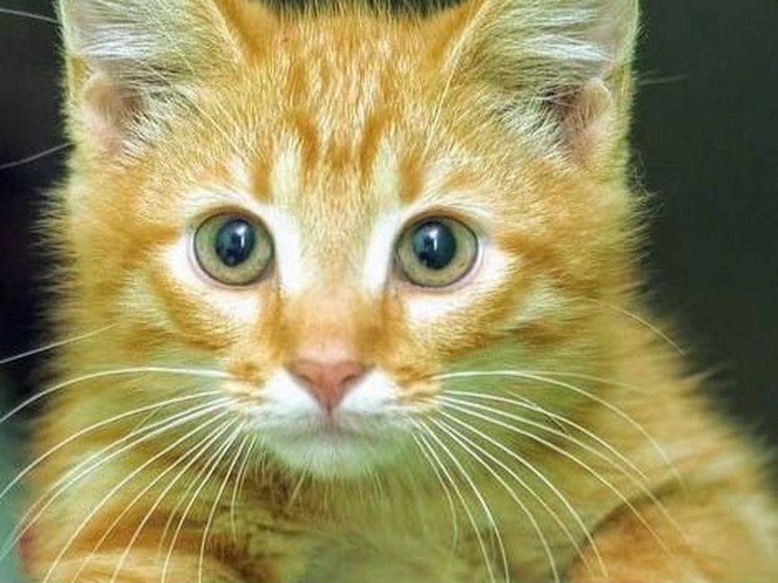 Рыжик 2 месяца