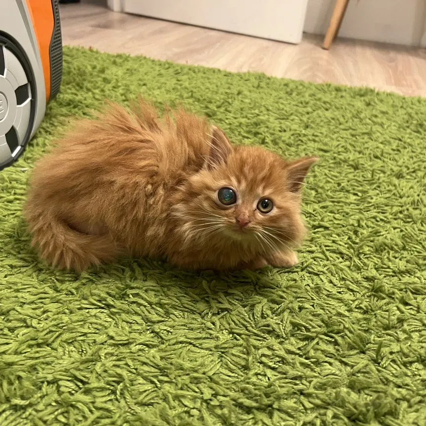 Меховой рыжий комок 1.5-2 мес