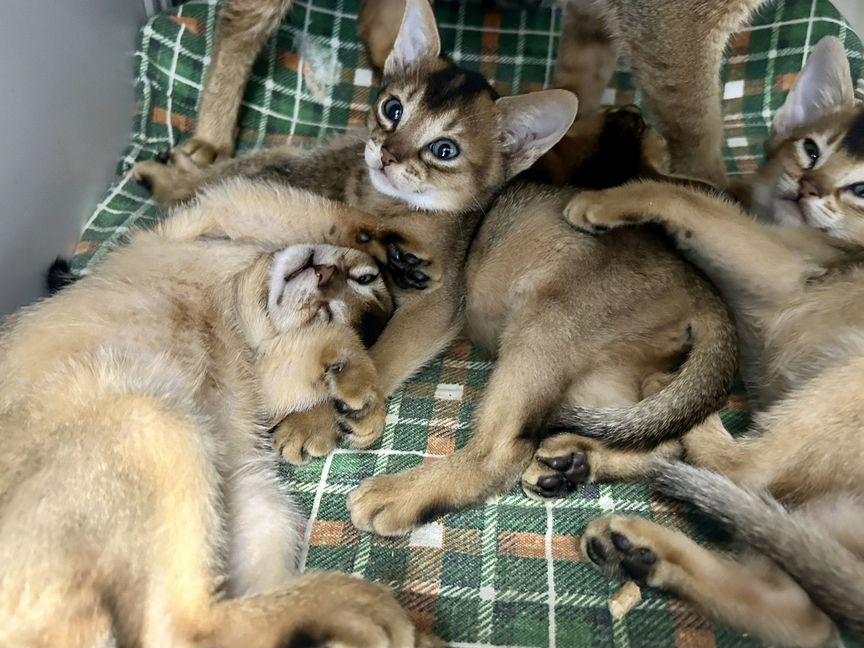 Абиссинские котята дикого окраса