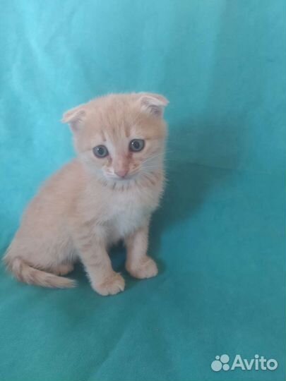 Шотландские котята