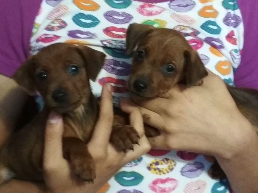 Щенки цвергпинчера