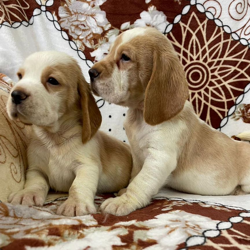 Бигль, щенок