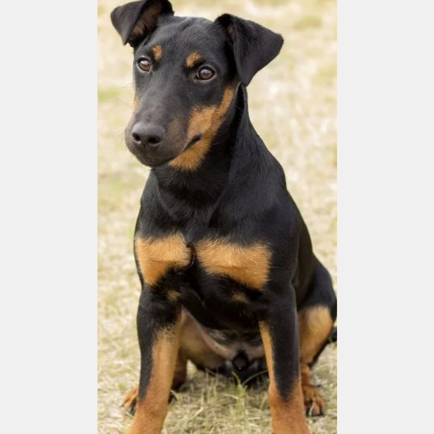 Щенки ягдтерьера