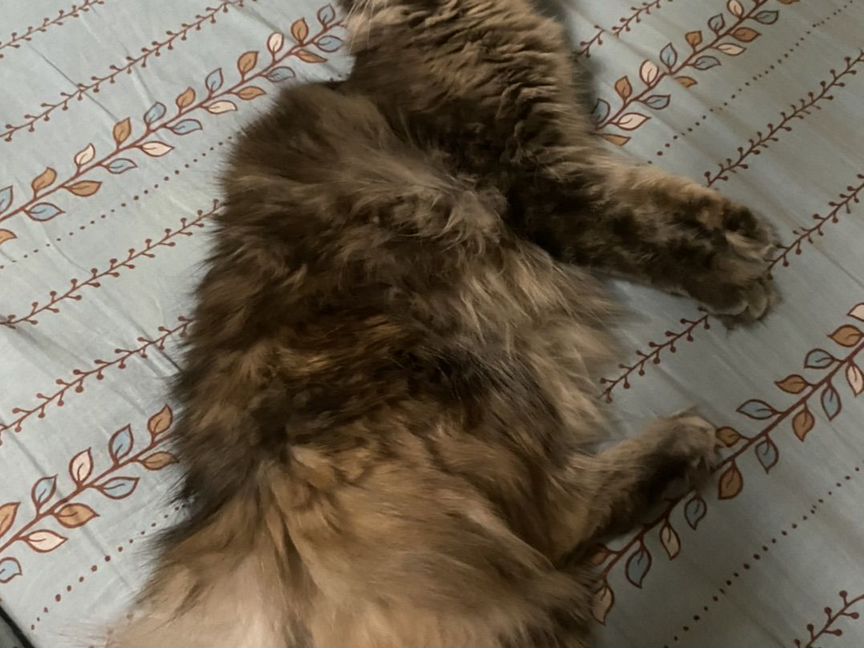 Мейн-кун вязка ищем котика для своей кошечки