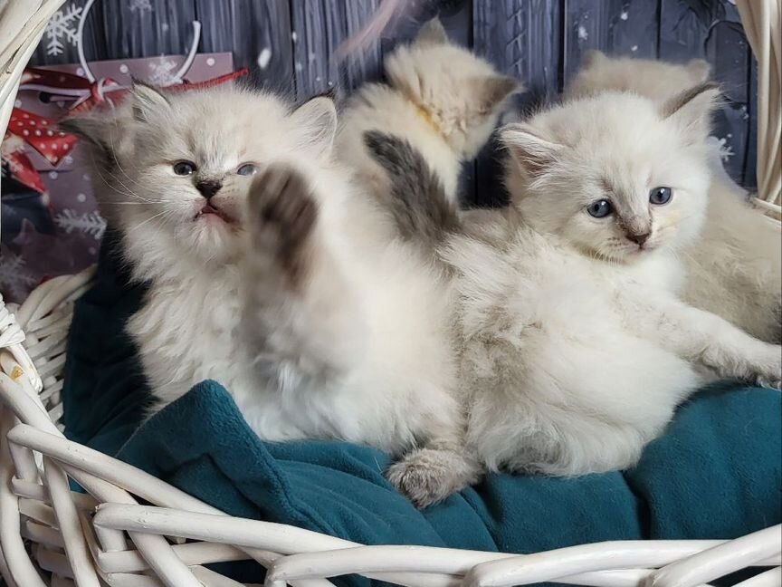 Невская маскарадная