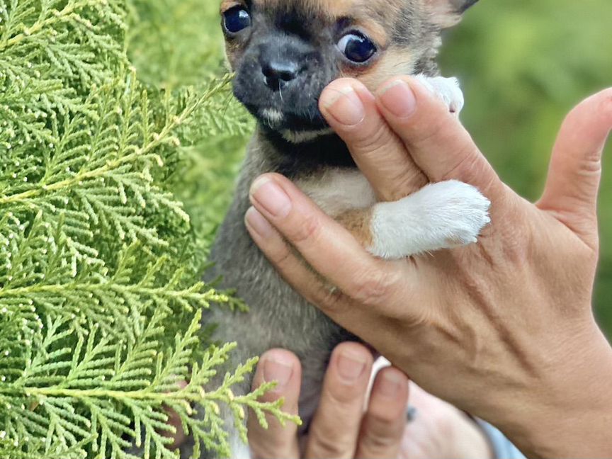 Рыжий мальчик миник