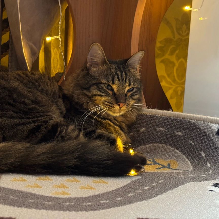 Кот Федя