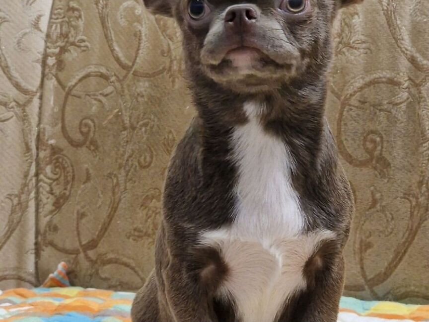 Чихуахуа подрощеный лиловый мальчик