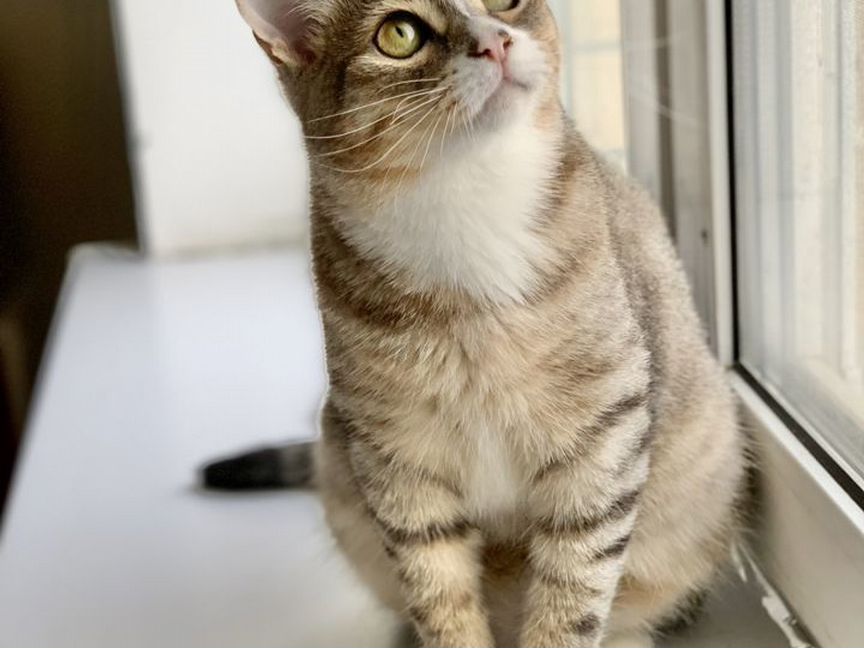 Котик Лорик