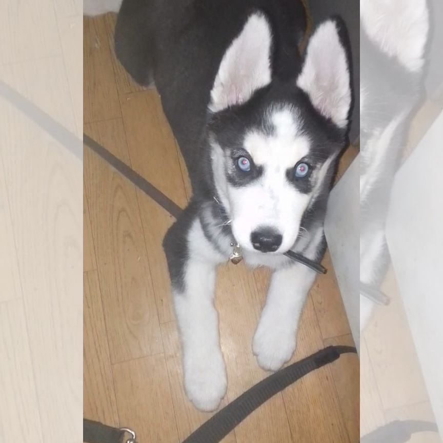 Сибирский хаски (помесь хаски и маломута)