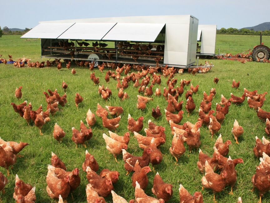 Несушки с доставкой