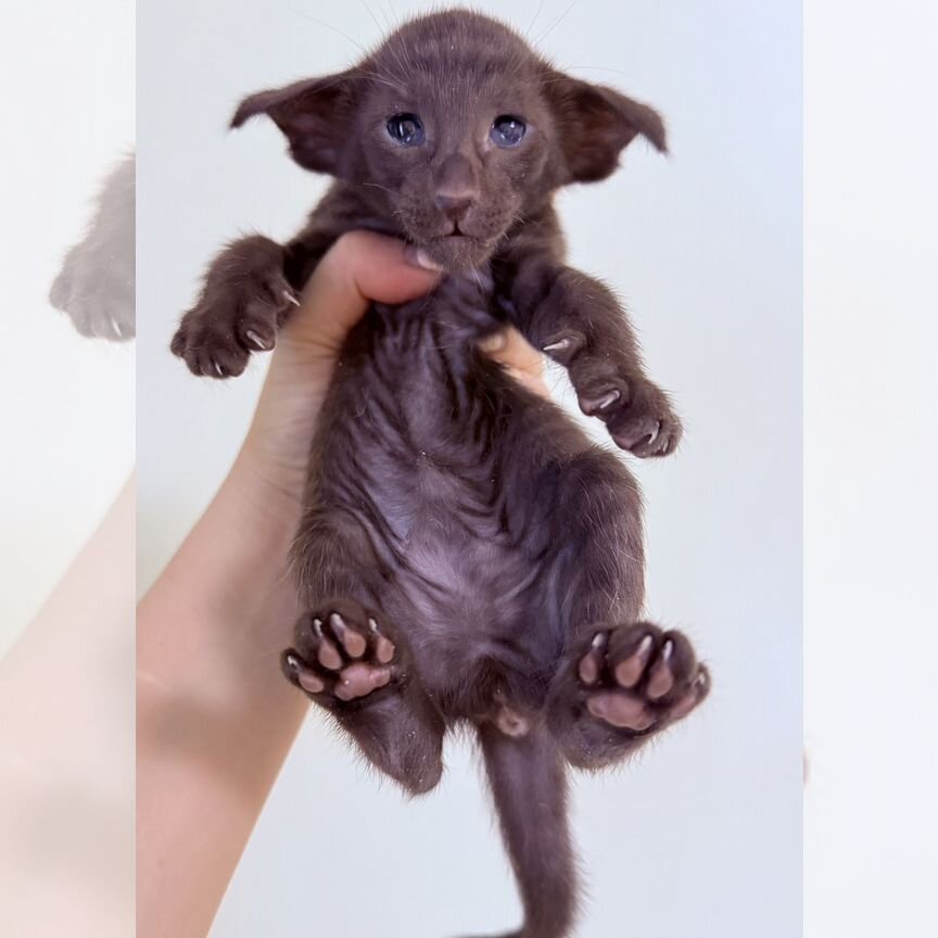 Ориентальный котёнок