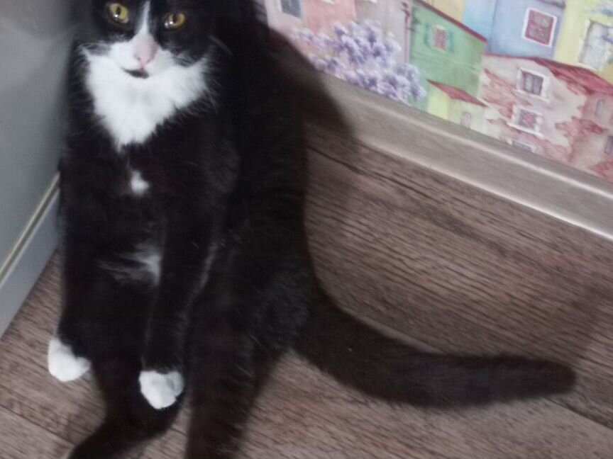 Котик в добрые руки