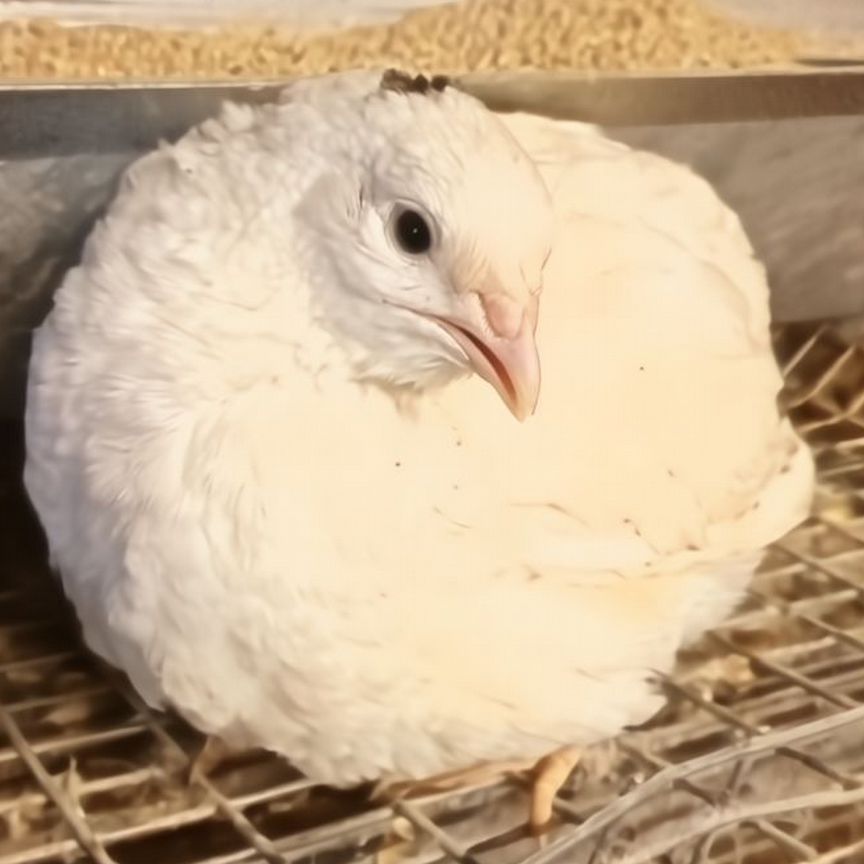 Перепелки несушки