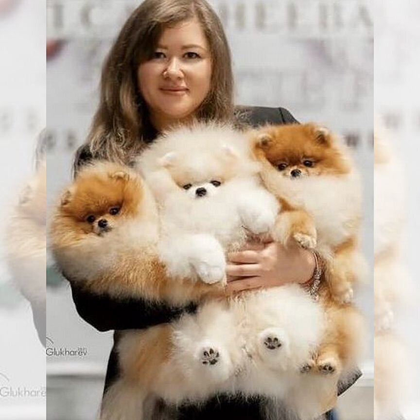 Померанский шпиц, щенок