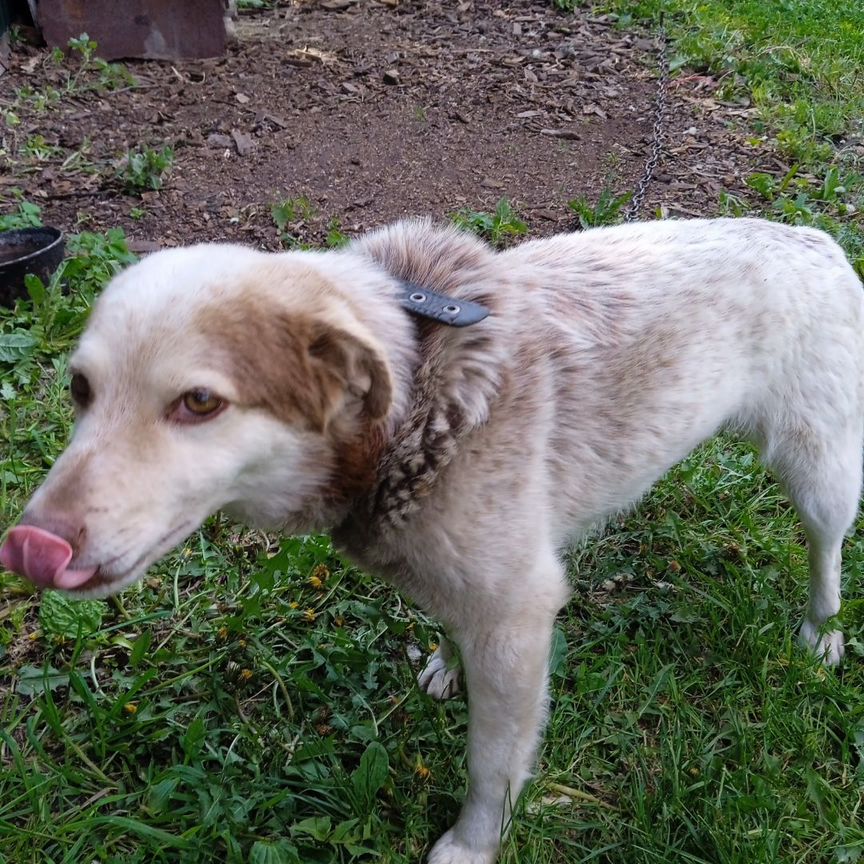 Дворовый пёс с.Ново-Макарово