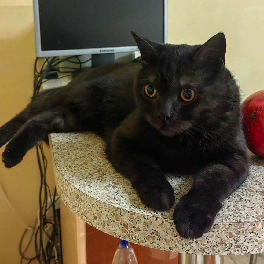 Шотландский прямоухий длинношёрстный, взрослый кот