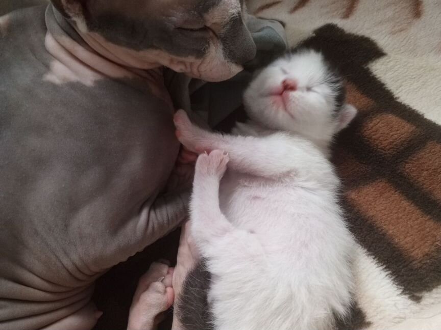 Кошки в добрые руки бесплатно