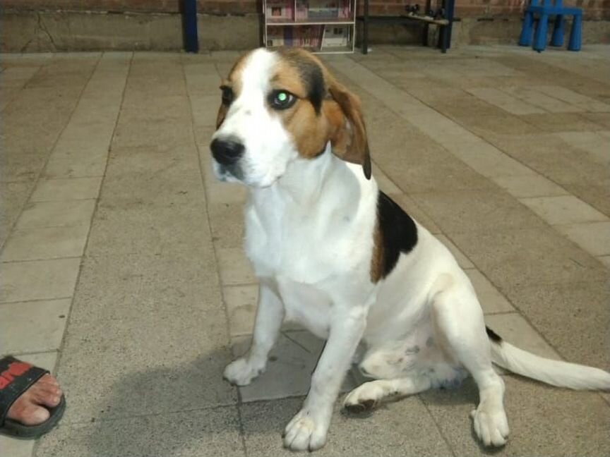 Вязка кабель бигль