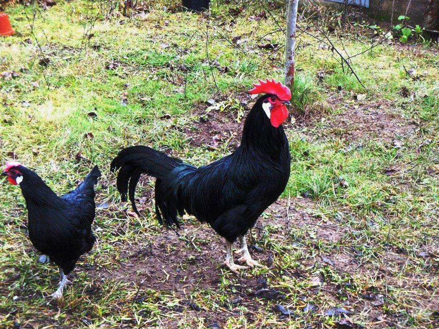 Цыплята Миноры