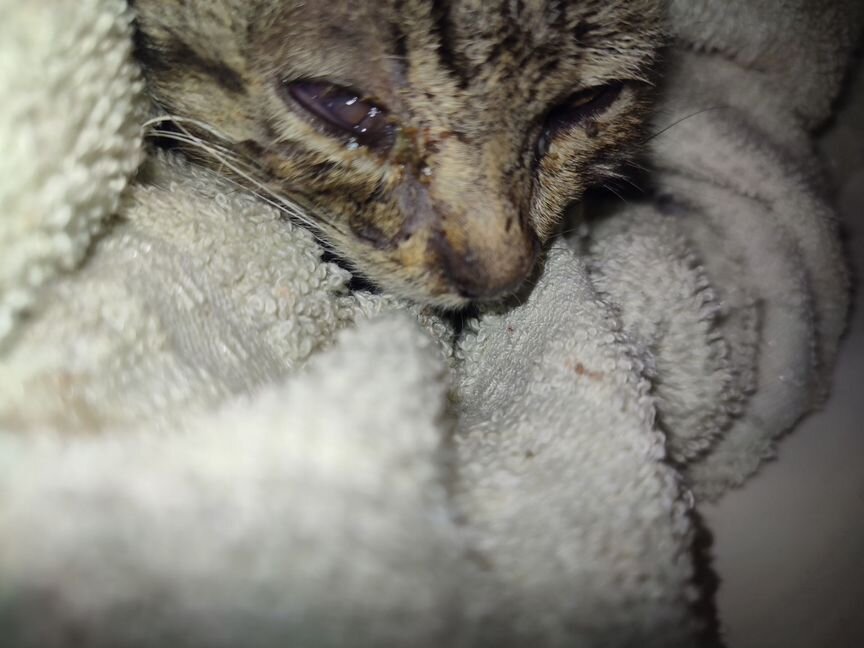 Котенок 3месяца