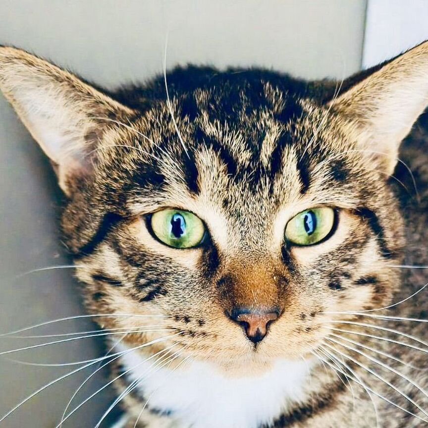 Котик в добрые руки