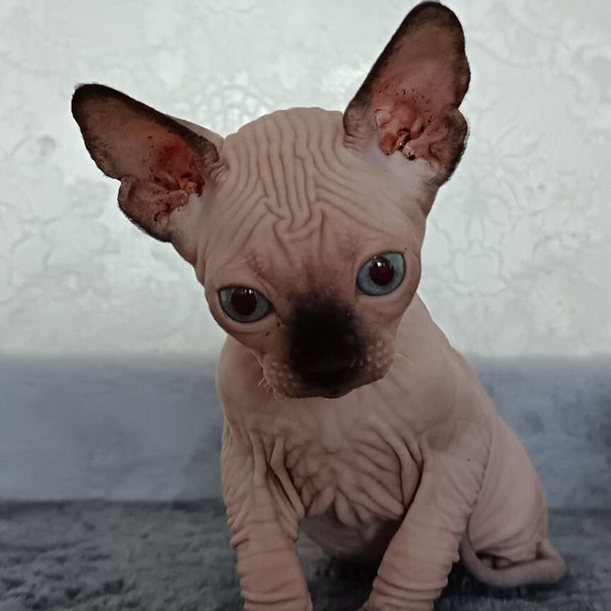 Канадский сфинкс котёнок