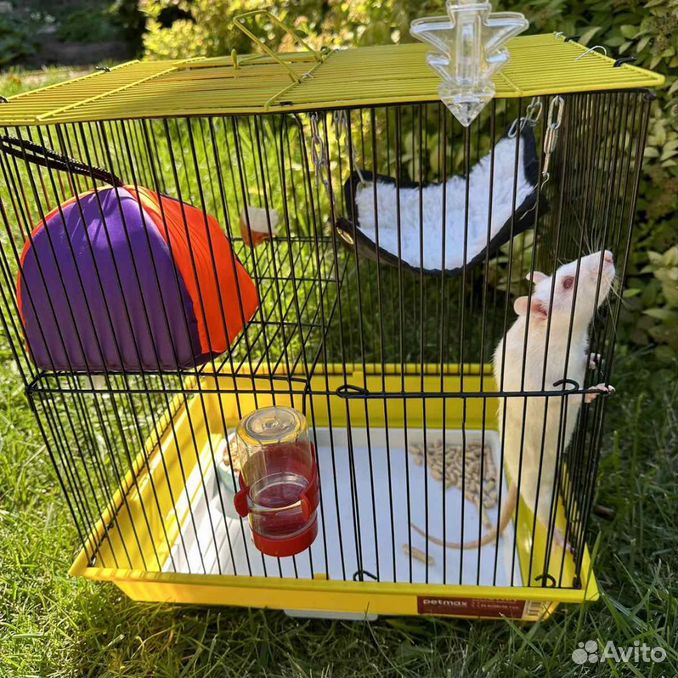 Крыса с приданным