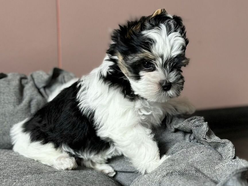 Кукольный мальчик Бивер терьер