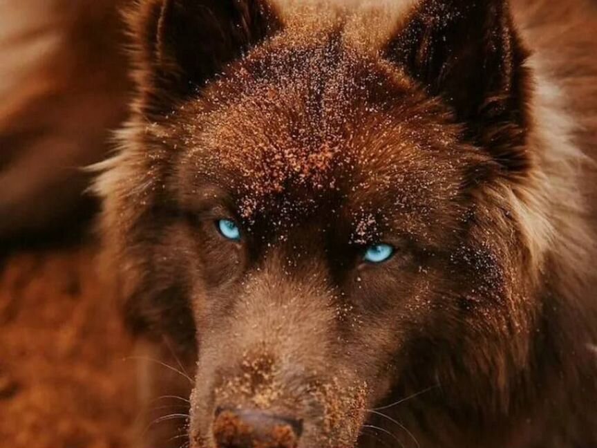 Щенки сибирской хаски(Афрохаски)