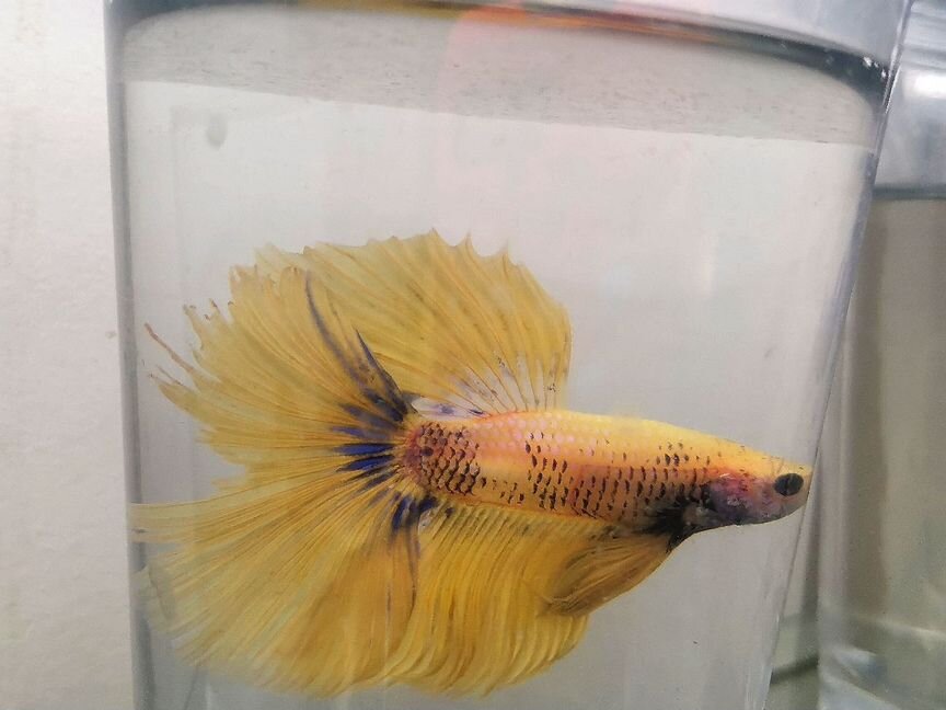 Рыбка петушок