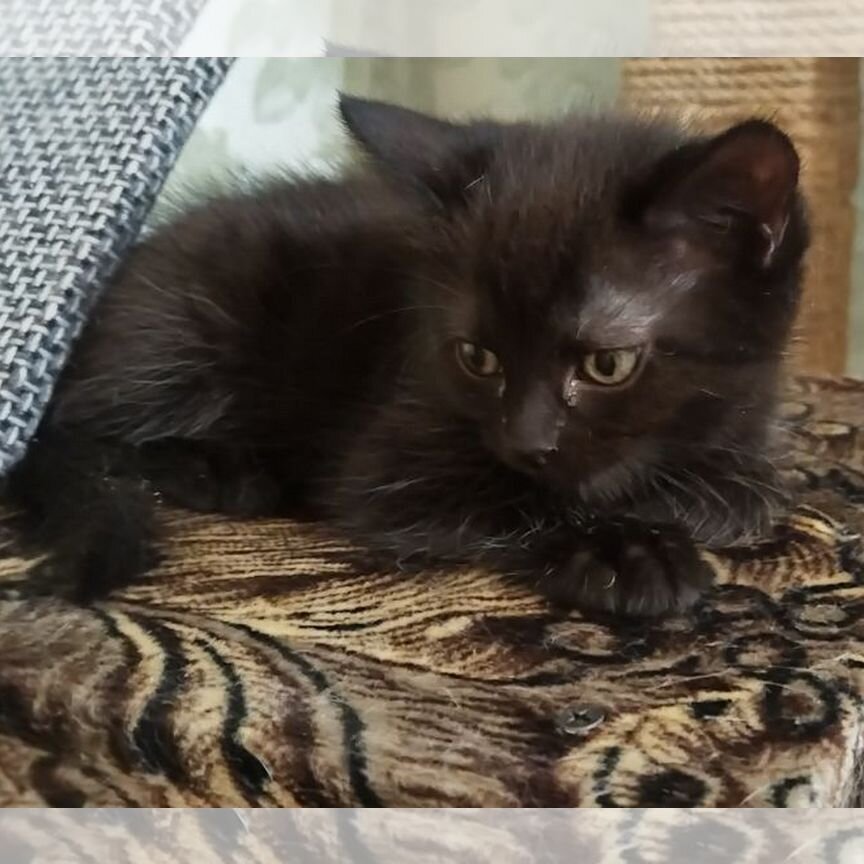 Уральский рекс котёнок