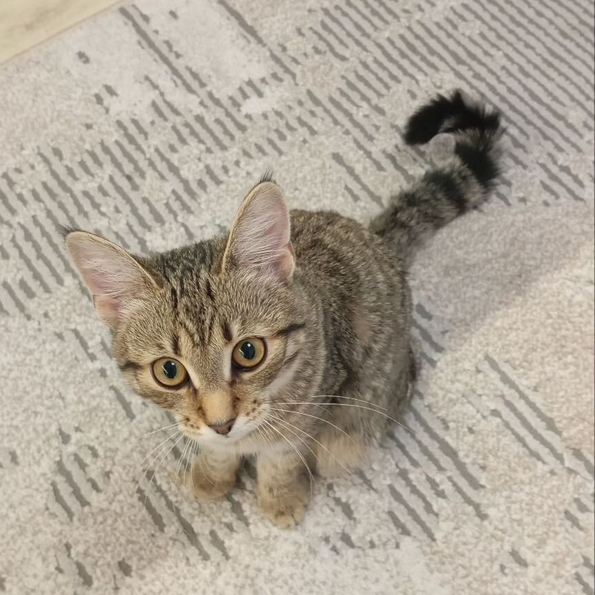 Кошка 4 месяца