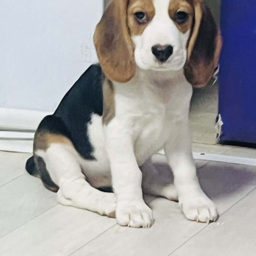 Бигль девочка