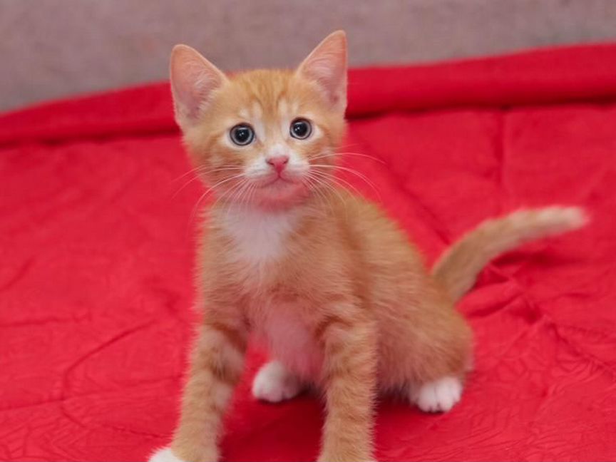 Солнечный зайчик котенок рыжий