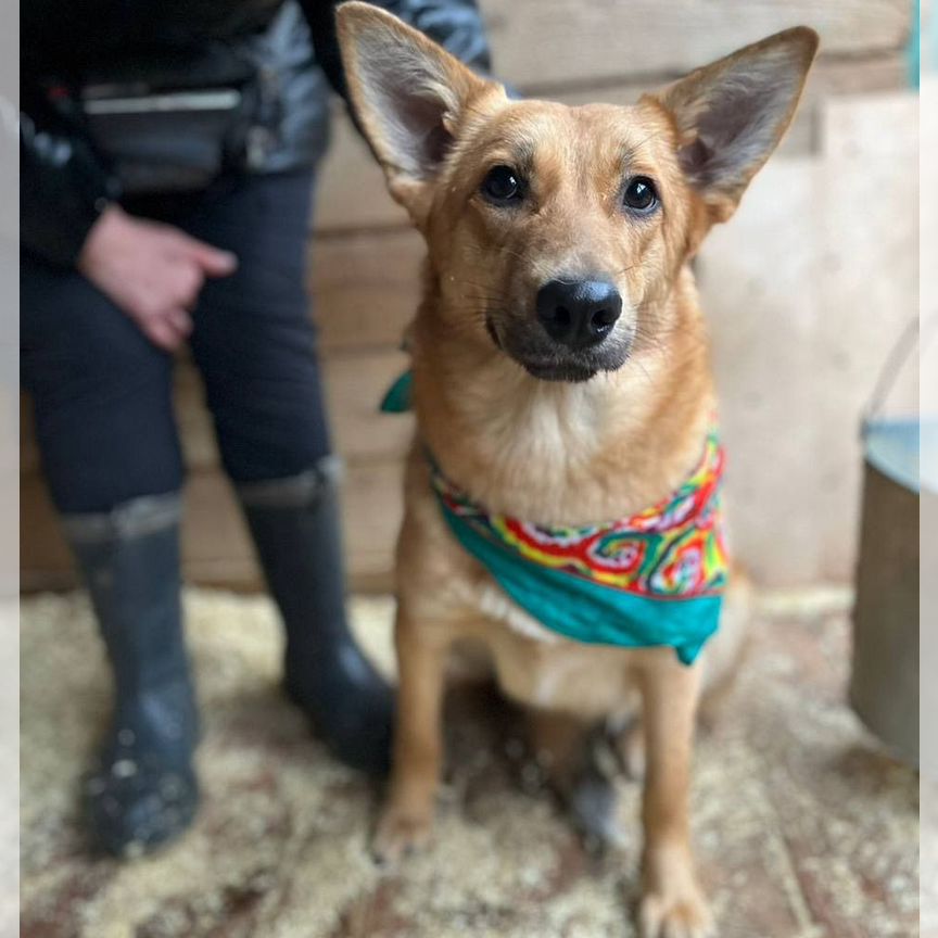 Щенок в добрые руки