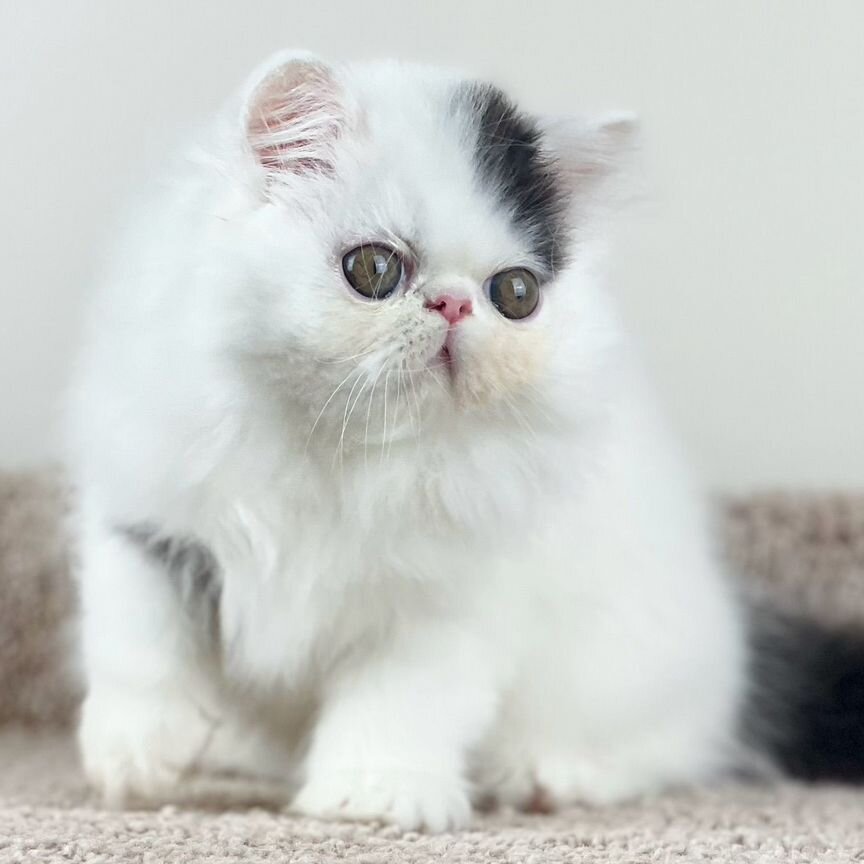 Персидский котик