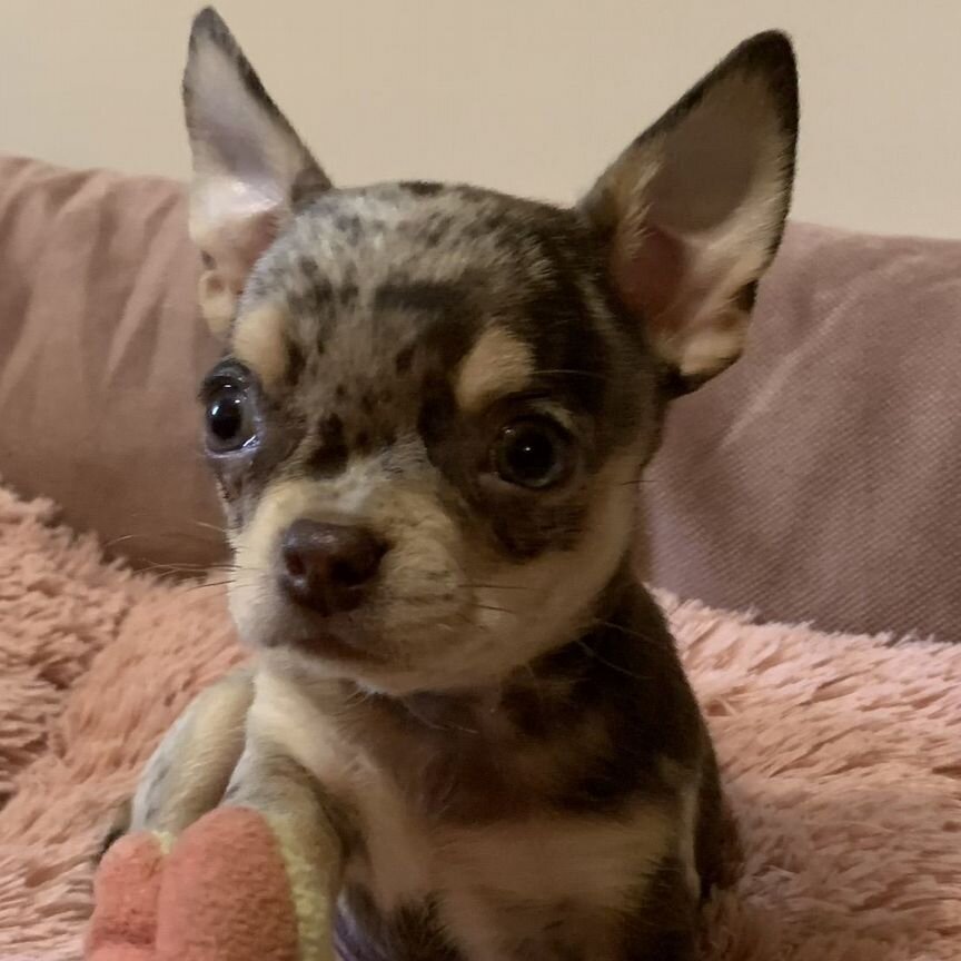 Чихуахуа, щенок