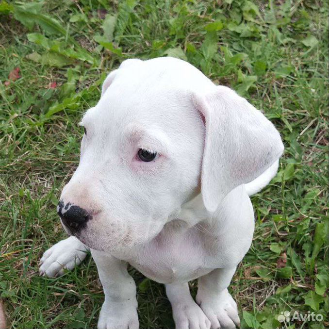 Щенки аргентинского дога