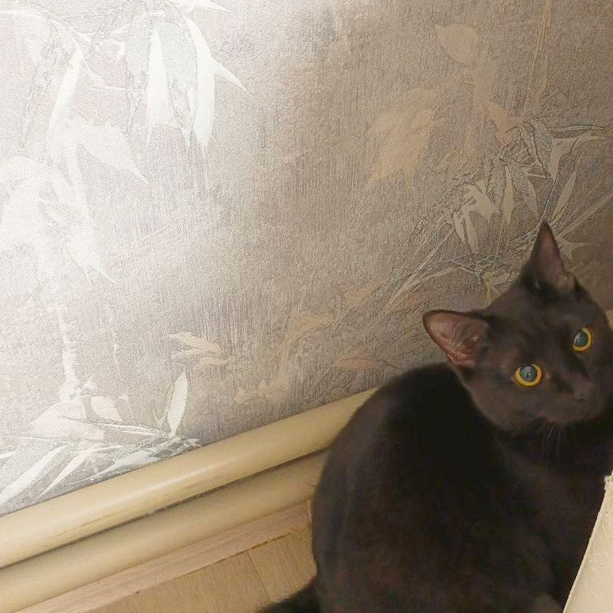 Кошка 8 месяцев