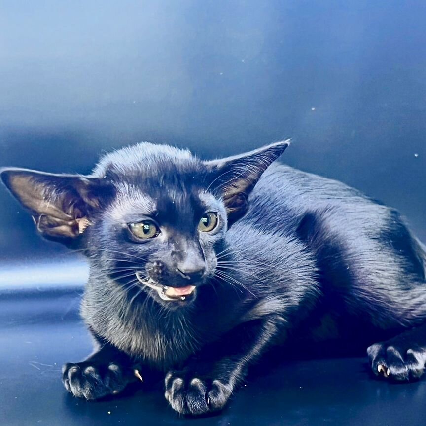 Ори девочка