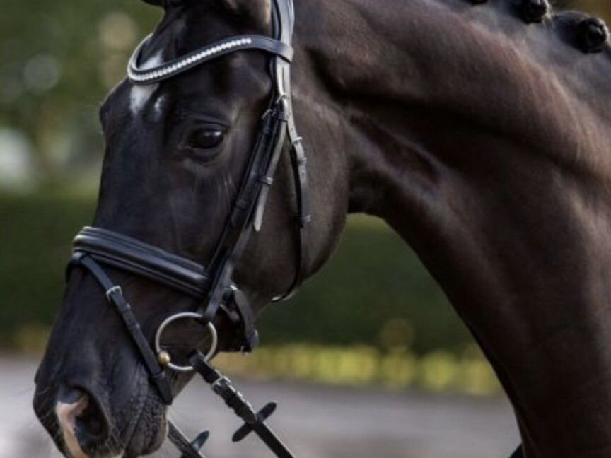 Уздечка для лошади