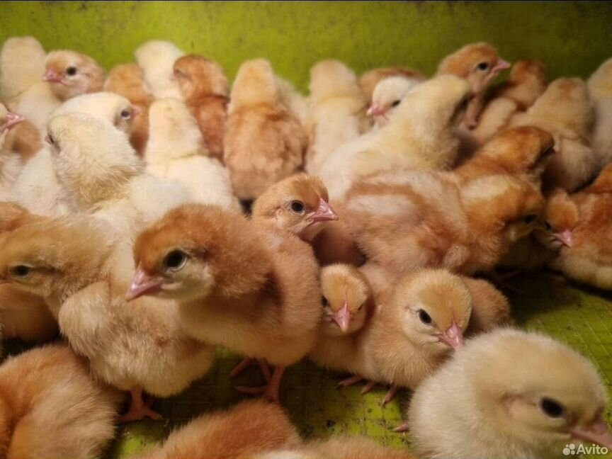 Цыплята ломан браун