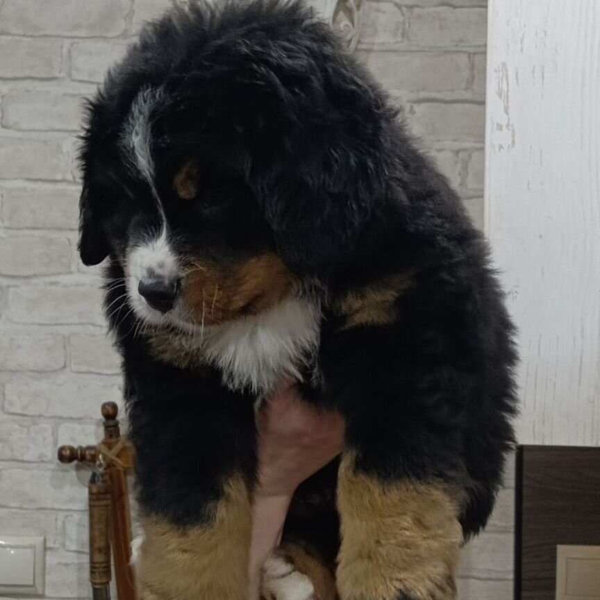 Бернский зенненхунд, щенок