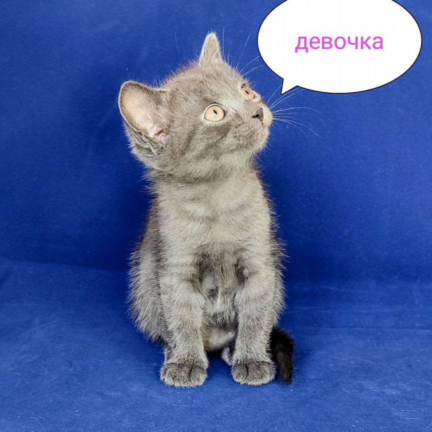 Котята в добрые руки бесплатно